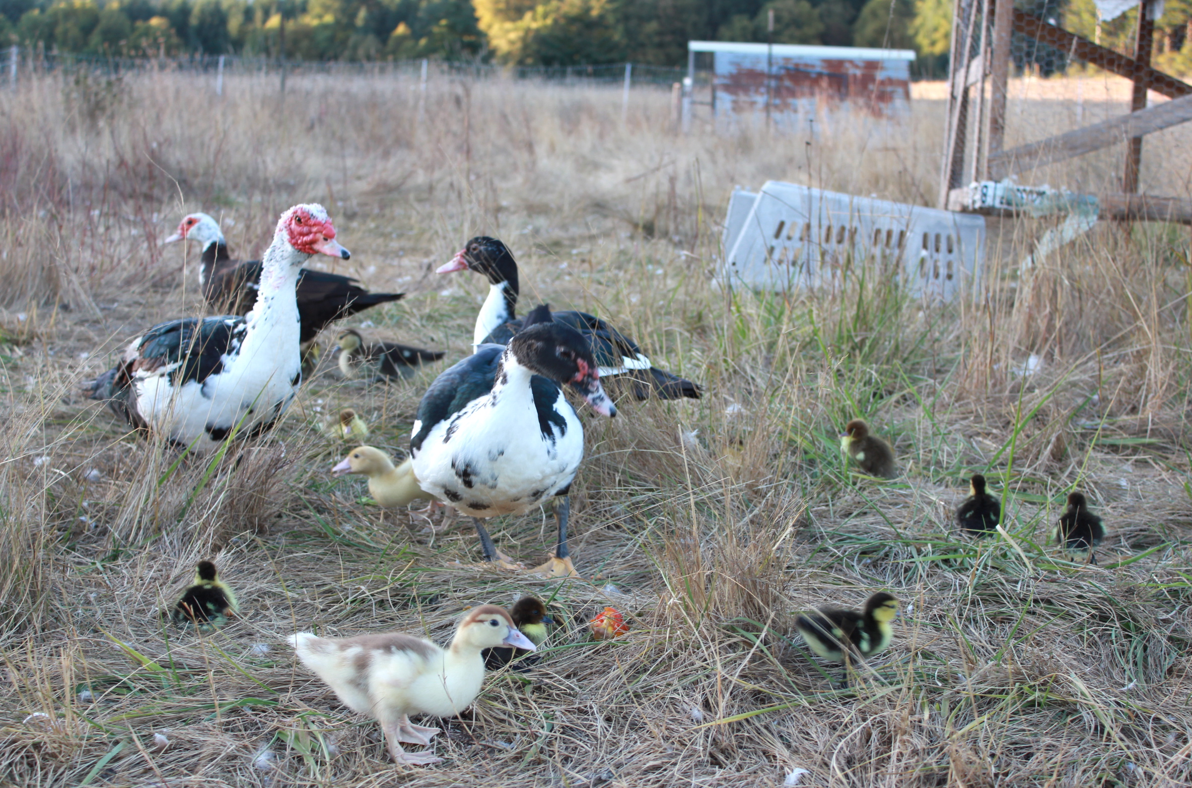 mixed flock of Muscovy ducks | Pocket Pause