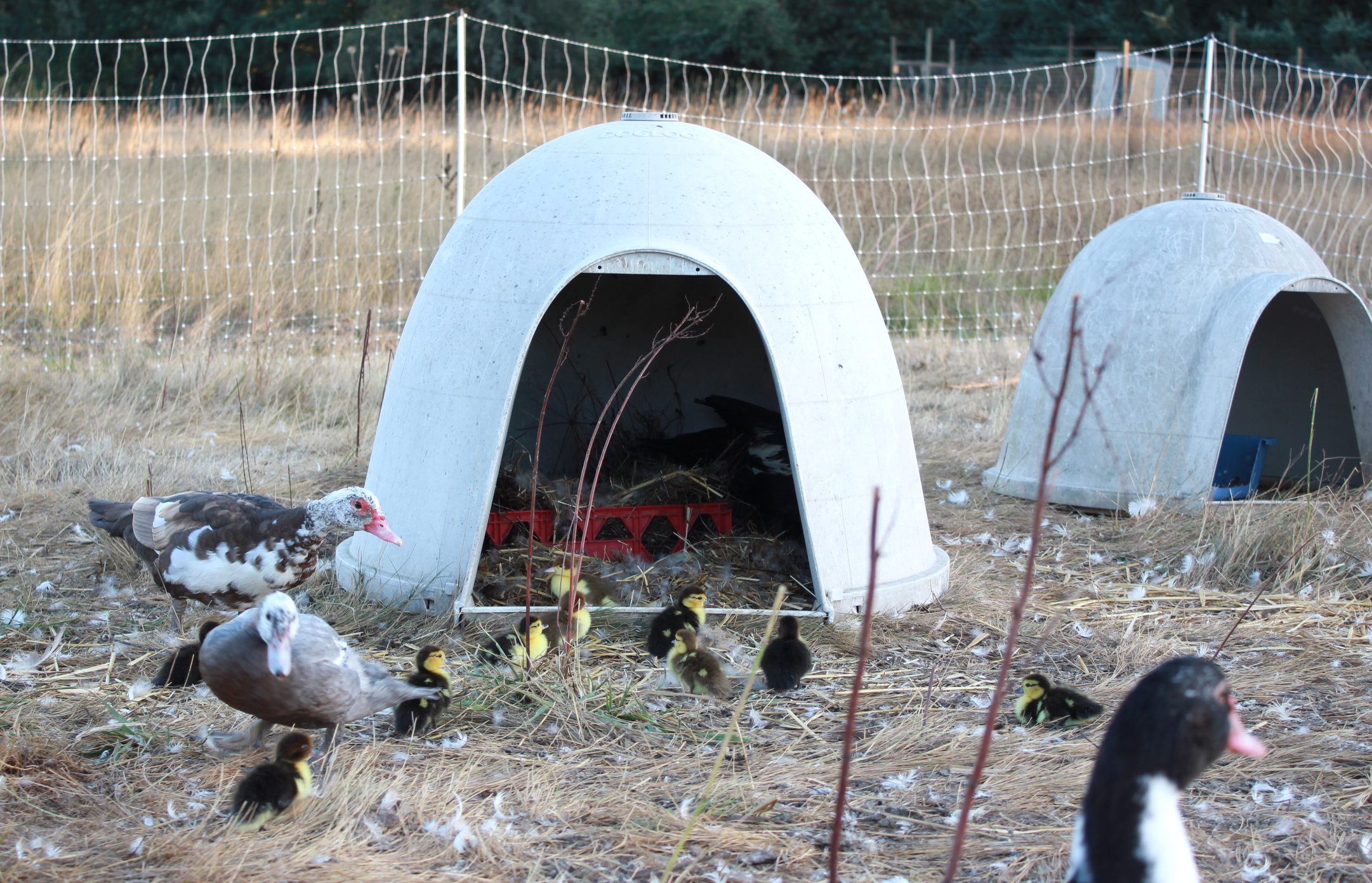 mixed flock of Muscovy ducks | Pocket Pause