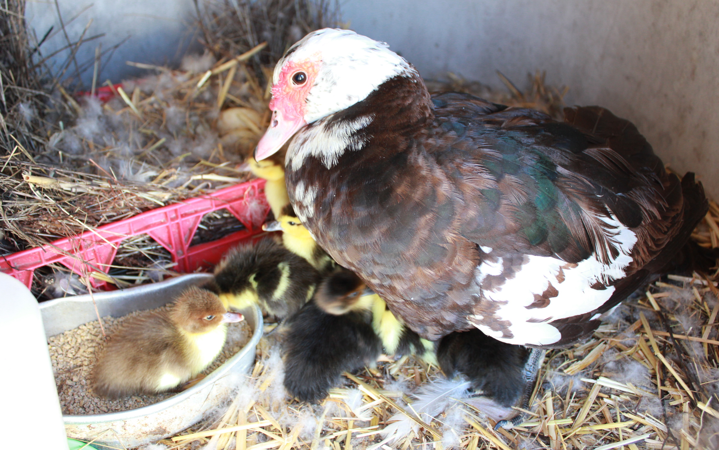 1 day old muscovy ducklings | Pocket Pause